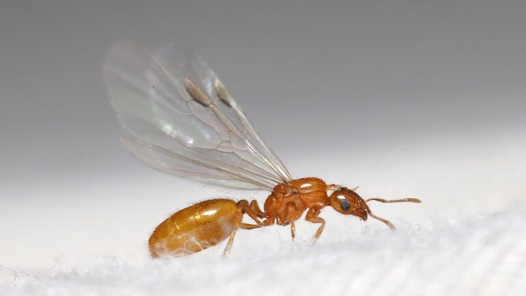 Do King Ants Exist? | The Ultimate Guide on Ants’ Colony and Hierarchy ...