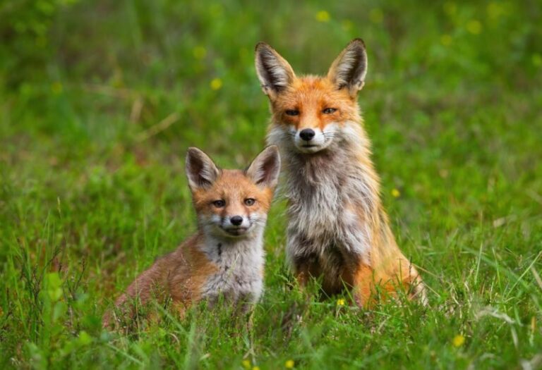 How Long Do Foxes Live? | Information and Facts - EXOtella