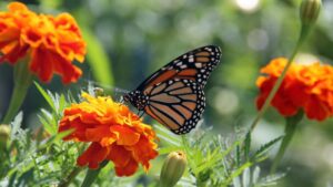 How Long Do Butterflies Live? | All You Need to Know! - EXOtella