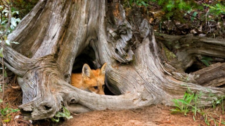 Fox Dens | Easy Guide to Finding Them - EXOtella