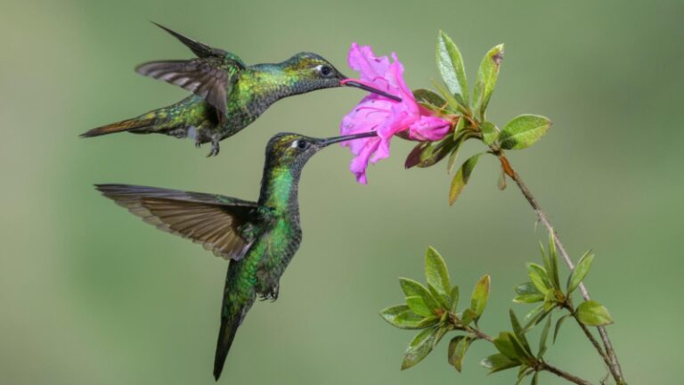 22 Animals That Adapted to Their Environments | The Ultimate Guide ...