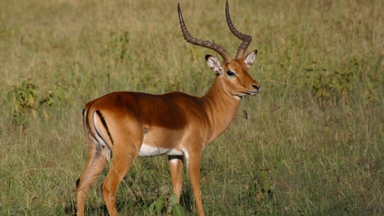 Animals With Curly Horns | All You Need to Know! - EXOtella