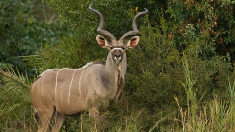 Animals With Curly Horns | All You Need to Know! - EXOtella