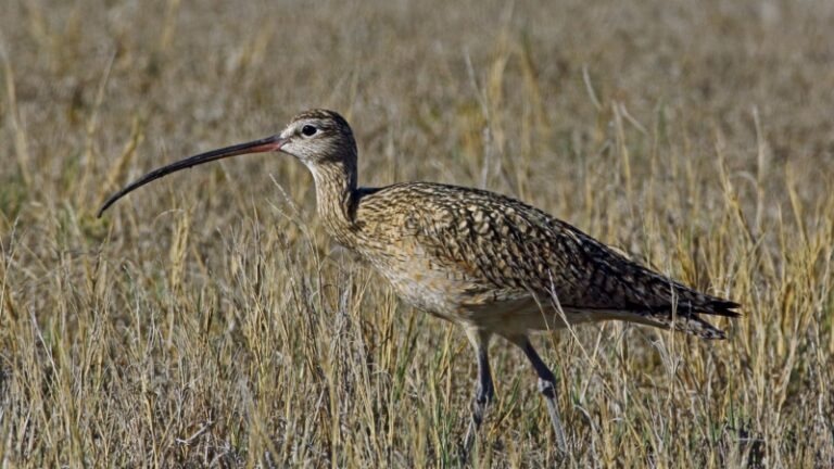 22 Birds With Long Beaks | The Ultimate Guide - EXOtella