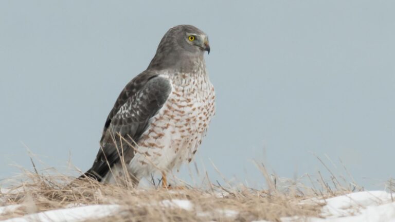 10 Types of Hawks in Indiana | Check for Photos - EXOtella