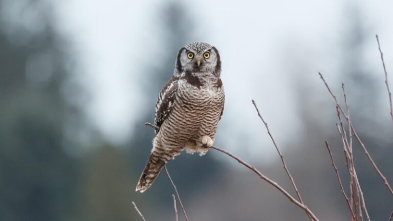 18 Owls in North America | Check for Photos! - EXOtella