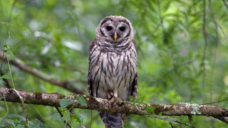 22 Animals That Adapted to Their Environments | The Ultimate Guide ...