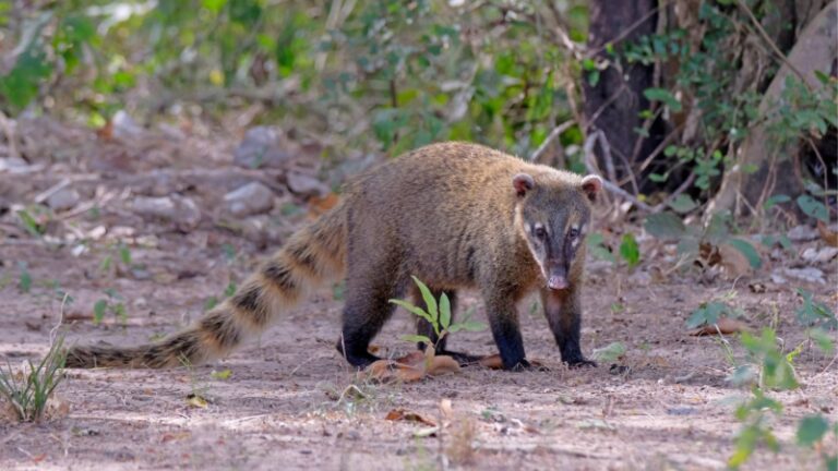 What Are the Different Types of Raccoons? | Information and Facts ...