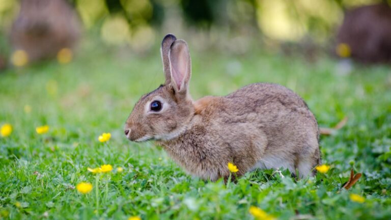 15 Adorable Animals That Eat Grass | Check for Photos - EXOtella