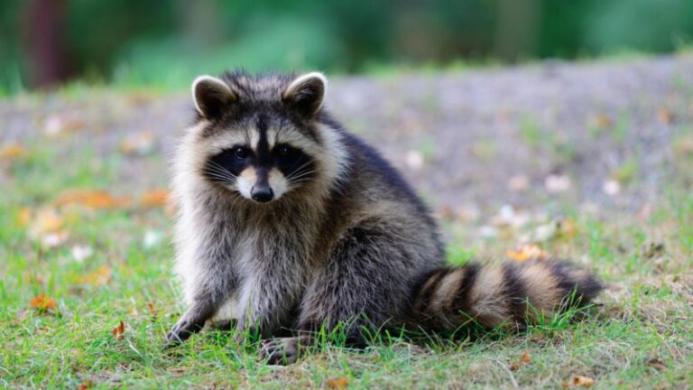 22 Animals That Adapted to Their Environments | The Ultimate Guide ...