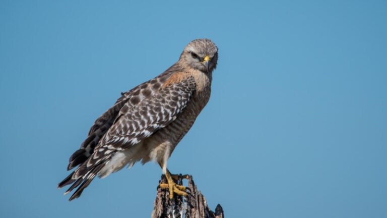 10 Types of Hawks in Indiana | Check for Photos - EXOtella