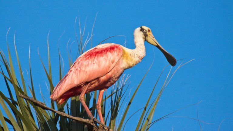 22 Birds With Long Beaks | The Ultimate Guide - EXOtella