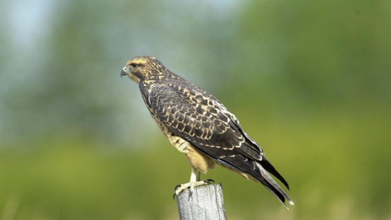 10 Types of Hawks in Indiana | Check for Photos - EXOtella