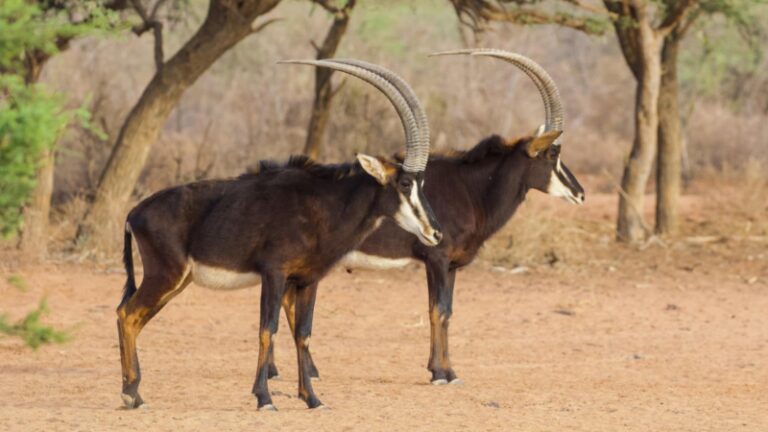 Animals With Curly Horns | All You Need to Know! - EXOtella