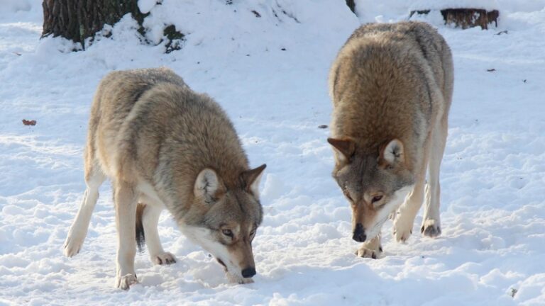 What Is the Role of a Female Wolf? - EXOtella
