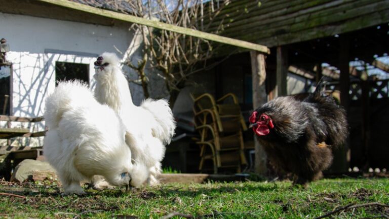 Silkie Rooster | Identification and Characteristics - EXOtella