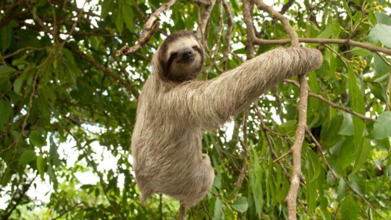 22 Animals That Adapted to Their Environments | The Ultimate Guide ...