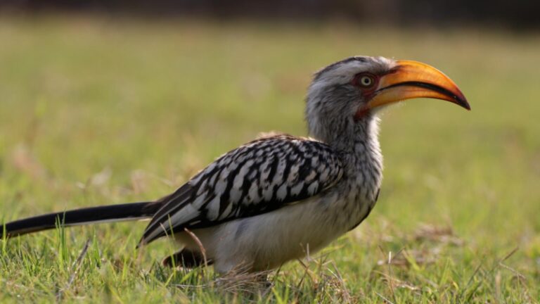 22 Birds With Long Beaks | The Ultimate Guide - EXOtella