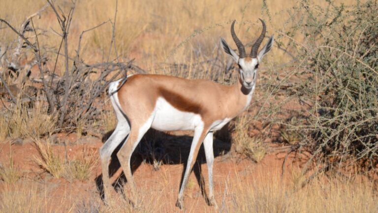 Animals With Curly Horns | All You Need to Know! - EXOtella
