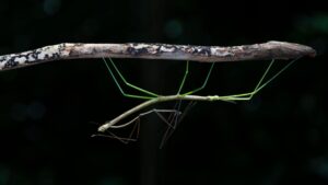 12 of the Biggest Insects in the World | Identification, Habitat, and ...