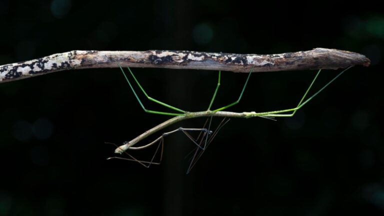 12 of the Biggest Insects in the World | Identification, Habitat, and ...