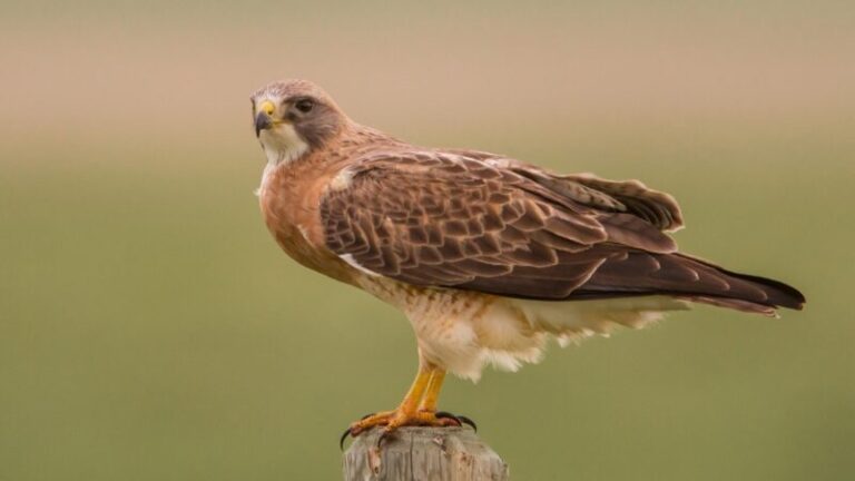 10 Types of Hawks in Indiana | Check for Photos - EXOtella