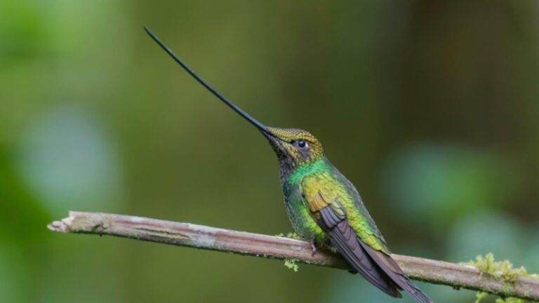 22 Birds With Long Beaks | The Ultimate Guide - EXOtella