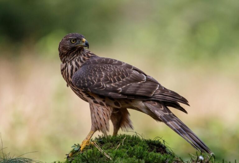 10 Types of Hawks in Indiana | Check for Photos - EXOtella