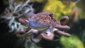 Do Octopus Have Beaks? | Information and Facts - EXOtella