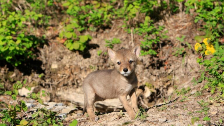 What Do Baby Coyotes Do? | Fun Facts About Baby Coyotes - EXOtella