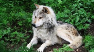 What Is the Role of a Female Wolf? - EXOtella