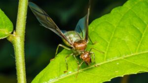 Do King Ants Exist? | The Ultimate Guide on Ants’ Colony and Hierarchy ...