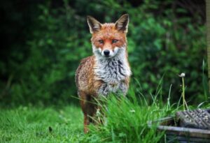 What’s a Female Fox Called? | The Ultimate Guide - EXOtella