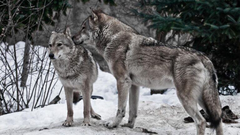 What Is the Role of a Female Wolf? - EXOtella