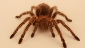 How Many Eyes Does a Tarantula Have? | Are They Blind? - EXOtella