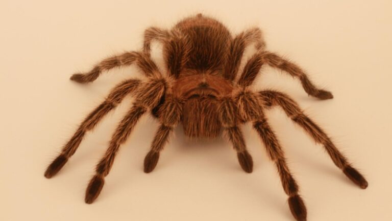 How Many Eyes Does a Tarantula Have? | Are They Blind? - EXOtella