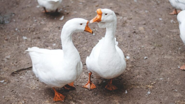 Why Do Ducks Have Feathers? | Evolution and Use - EXOtella