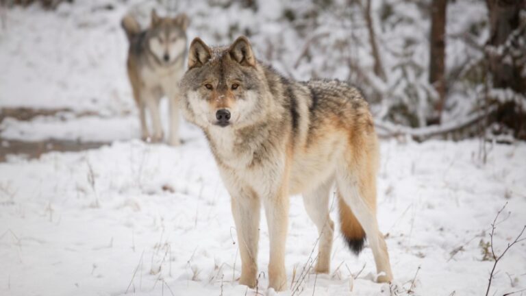 Are Wolves Carnivores? | Can They Eat Like Dogs? - EXOtella