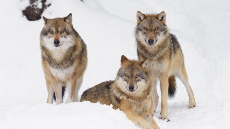 22 Animals That Adapted to Their Environments | The Ultimate Guide ...