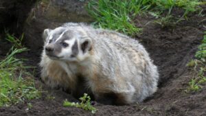 22 Animals That Live Underground | With Photos! - EXOtella