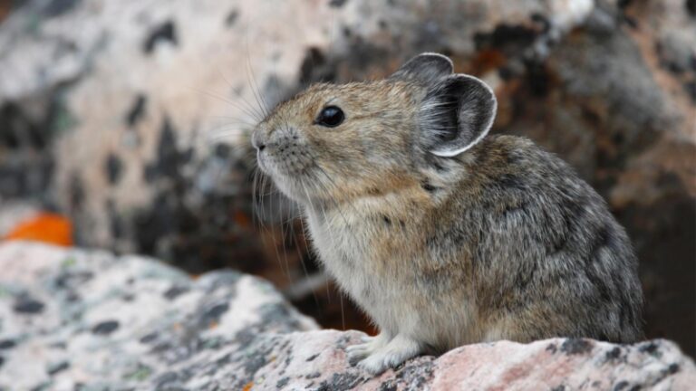 22 Animals That Live Underground | With Photos! - EXOtella