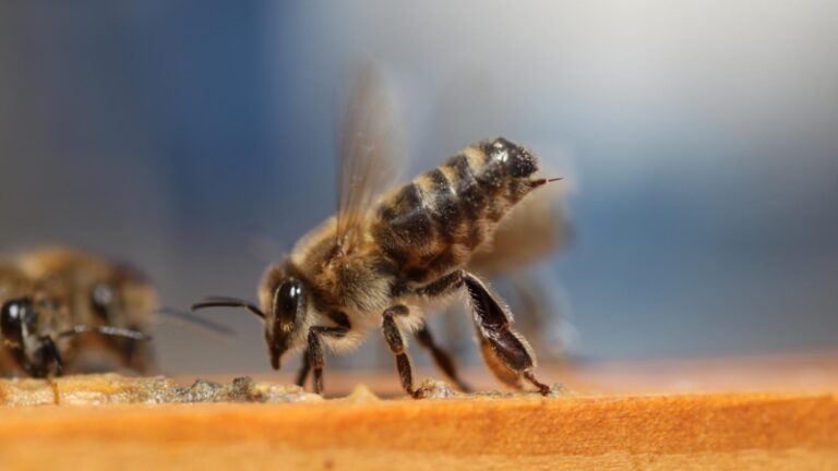 What's the Difference Between a Bee and a Wasp? | All You Need to Know ...