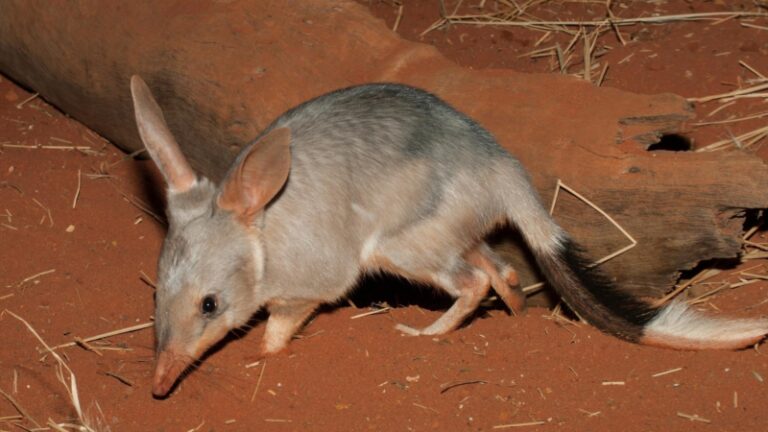 22 Animals That Live Underground | With Photos! - EXOtella
