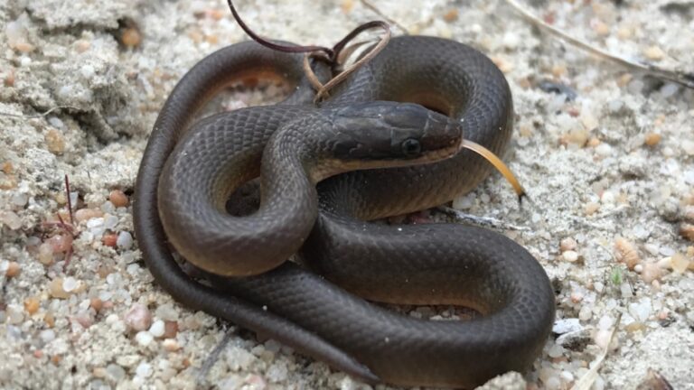12 Water Snakes in North Carolina | All You Need to Know! - EXOtella