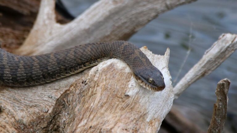 6 Water Snakes in Pennsylvania | The Ultimate Guide - EXOtella
