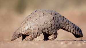 22 Animals That Live Underground | With Photos! - EXOtella