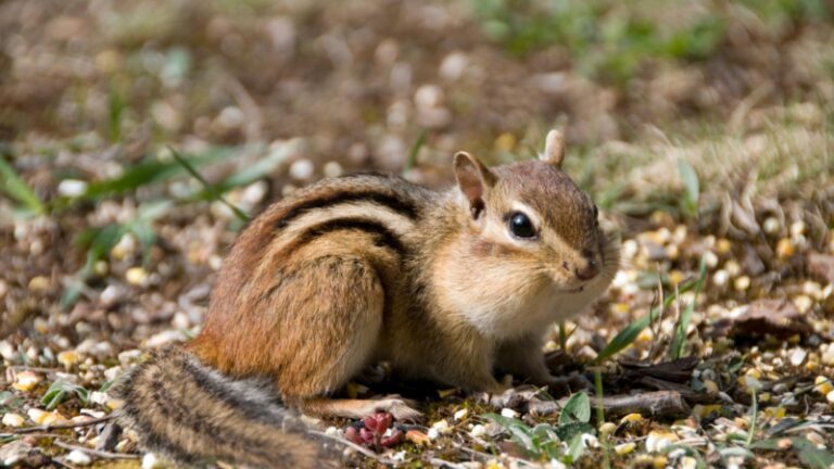 22 Animals That Live Underground | With Photos! - EXOtella