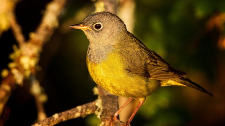 22 Birds With Yellow Bellies | All You Need to Know! - EXOtella