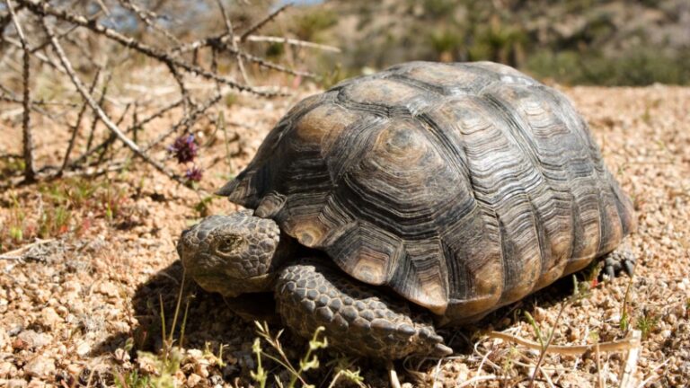 22 Animals That Live Underground | With Photos! - EXOtella
