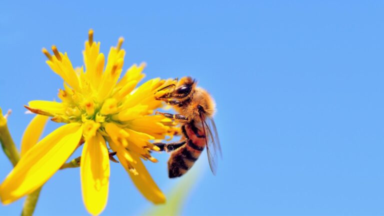 Do Bees Fly at Night? | All You Need to Know! - EXOtella